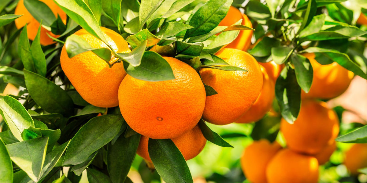 Are Mandarin Oranges Good for You? Health Facts Inside